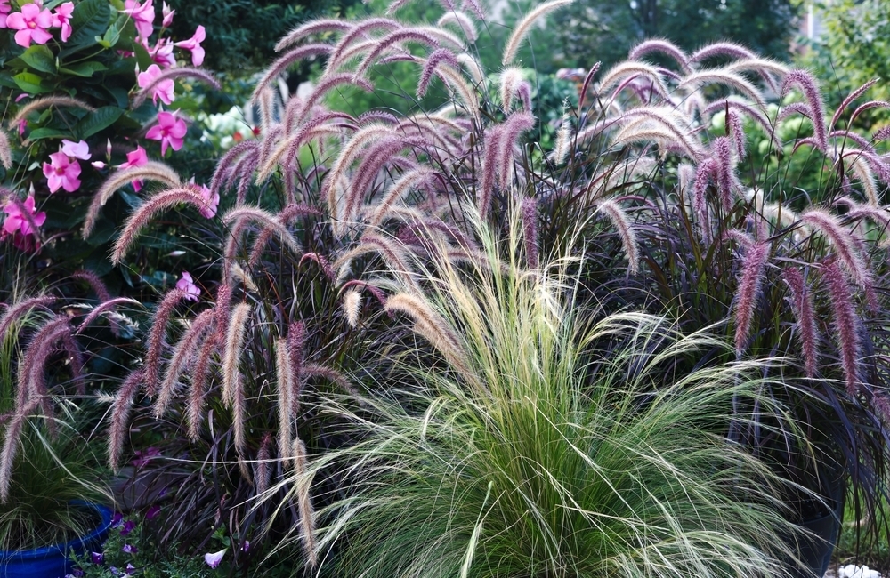 Siergrassen sieren de herfst - AVRI Bloem- en Tuincentrum